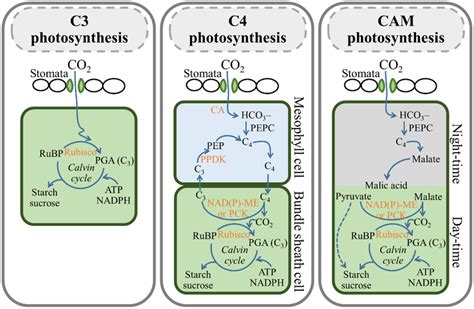 Photosynthesis 6 C3 C4 And Cam Plants Photosynthesis Vrogue Co