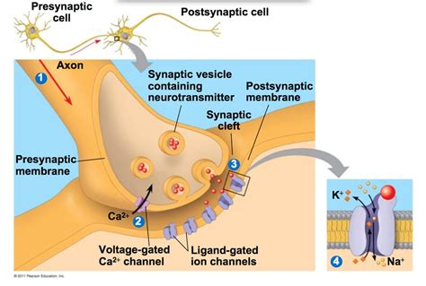 Cc Odor Perception On The Ap Biology Exam