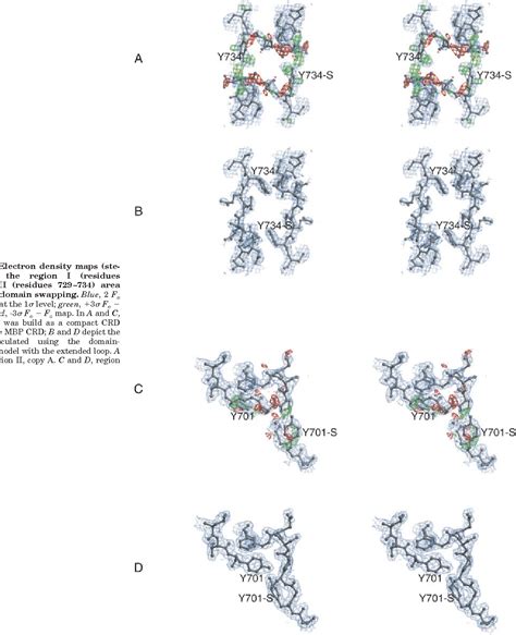 Figure 1 From Structure Of A C Type Carbohydrate Recognition Domain