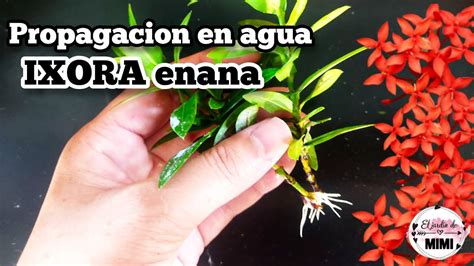 Reproduce un montón de plantas en agua este método es muy exitoso