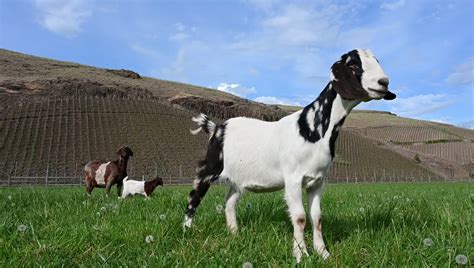 Bionic Wines Home Facebook