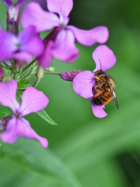 Abeille Pollinisation Fleurs Photo Gratuite Sur Pixabay Pixabay