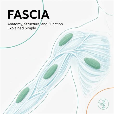 Fascia Anatomy Structure And Function Explained Simply Clayer