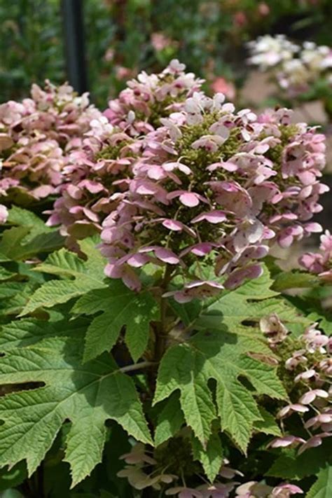 Buy Queen Of Hearts Oakleaf Hydrangea Free Shipping Wilson Bros