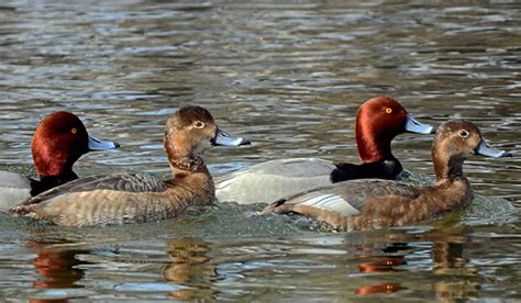 14 Ducks With Red Head Duck Species