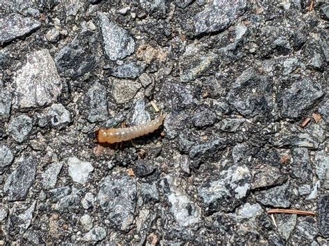 Strange Larva Behavior R Entomology