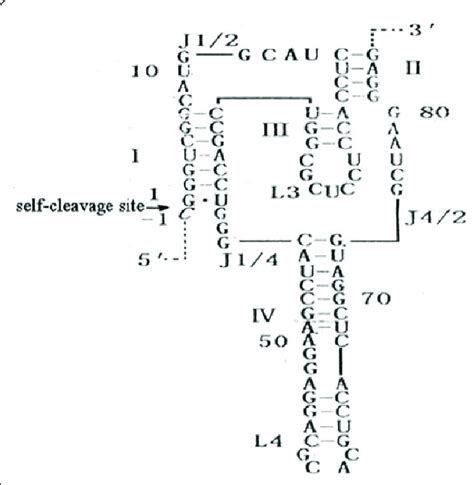 Structure Of Antigenomic Ribozyme Of Hdv Grz 184 Download Scientific Diagram