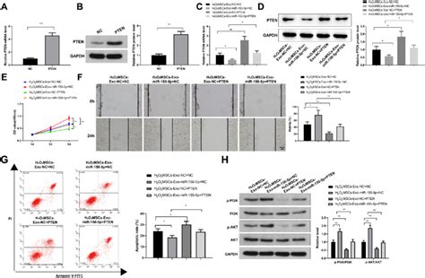 Pten Overexpression Restrains Exosomal Mir 150 5p Mediated Inhibition