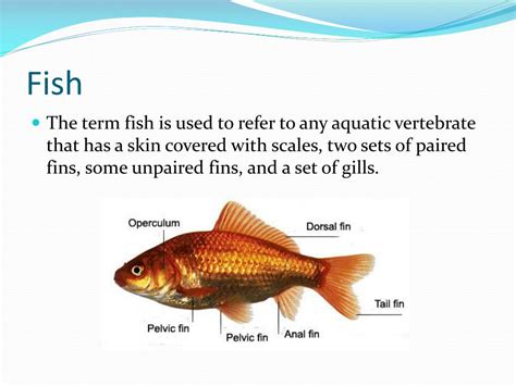 Ppt The Rate Of Operculum Movement Of The Fishes And Its Behavior In