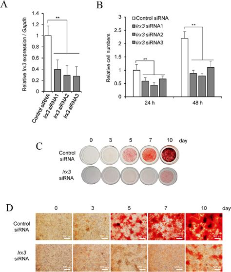 Inhibition Of Mdp Cell Proliferation And Differentiation By Suppression