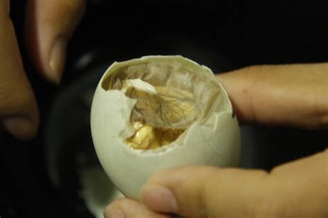 【グロ注意】孵化直前の卵「バロット」を全種類食べると夢が叶うと聞き、食べてみた Tabipponet タビッポ