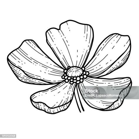 무료 손 사쿠라 꽃 벡터 아름다운 라인 아트 복숭아 꽃은 흰색 배경에 고립됩니다 봄 일본 꽃 사실적인 손으로 그린 스타일 국화에 대한 스톡 벡터 아트 및 기타 이미지