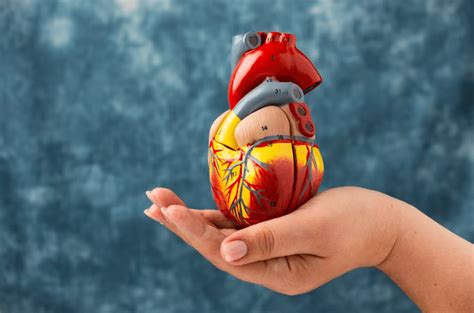 How Important Are They For Evaluating Cardiac Function