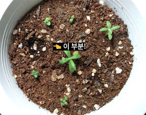 물주기 로즈마리 라벤더 바질 애플민트 레몬밤 네이버 블로그