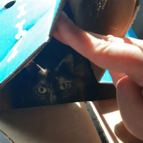 My Cat Ran Away Four Months Ago She Was Brought To A Shelter This