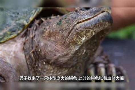 被鳄龟咬住不松口怎么做它才会松口办法其实很简单 办法