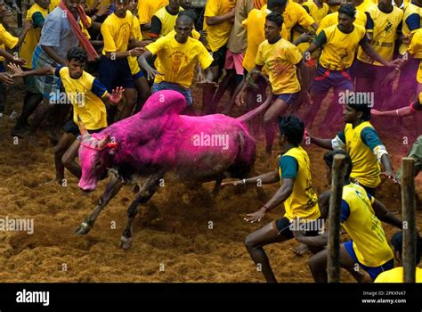 Domestic Cattle Brahma Cattle Bos Indicus Bull With Men Trying To
