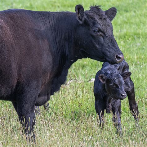 Synchronizing Estrus In Cattle Publications Agrilife Learn