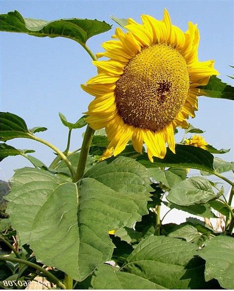 해바라기에 있는 김외정님의 핀 2024 해바라기 밭 해바라기 꽃