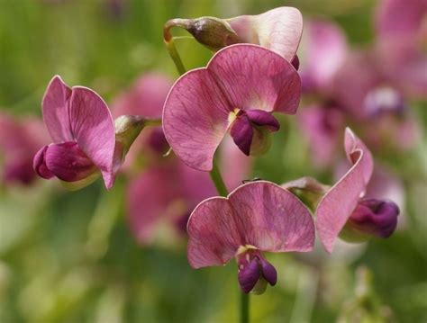 Lathyrus Latifolius Alchetron The Free Social Encyclopedia