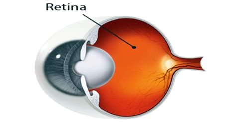 Retina Assignment Point