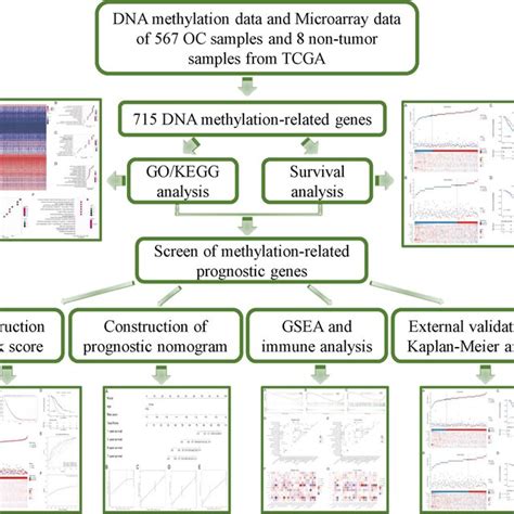 Analysis Flowchart Of This Study Download Scientific Diagram