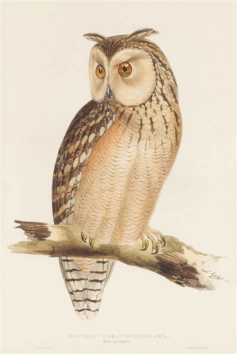 Edward Lear A Group Of Owls A Blog Of Bosh