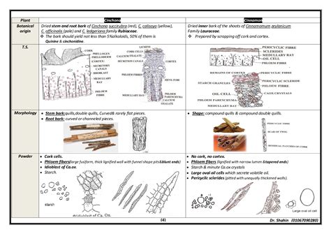Cinchona Bark Microscopy