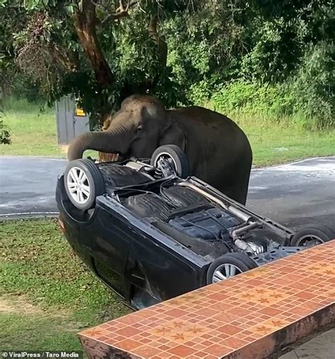 Instant Car Ma Hungry Elephant Attracted By Bbq Smell Flips Over A