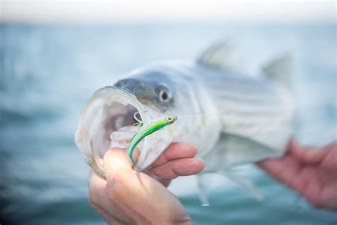 Cape Cod Striped Bass Fishing On The Fly New England On The Fly