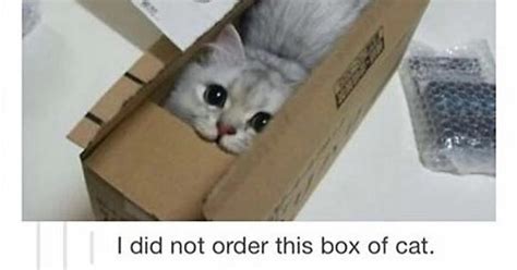 Most Adorable Kitten Ever Imgur