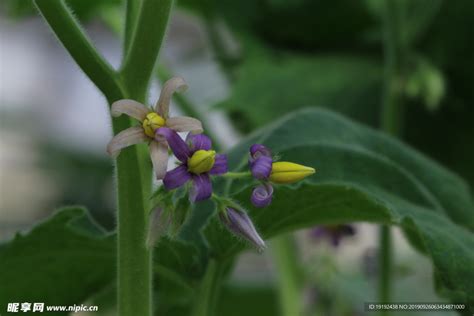 乳茄花摄影图蔬菜生物世界摄影图库昵图网