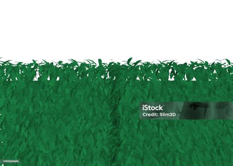 푸른 잔디 울타리 직사각형 회양목 관목 다각형 공원 정원 또는 녹색 울타리를 장식하기위한 관상용 식물 봄과 여름 카드 디자인을