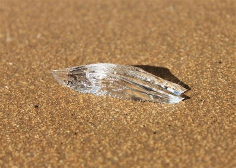 맑고 투명한 얼음조각을 닮은 고둥 에누리 쇼핑지식 자유게시판