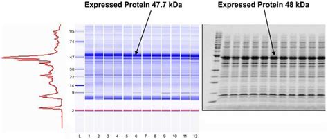 A Comparison Of A Labchip ® 90 Virtual Gel View And Sodium Dodecyl