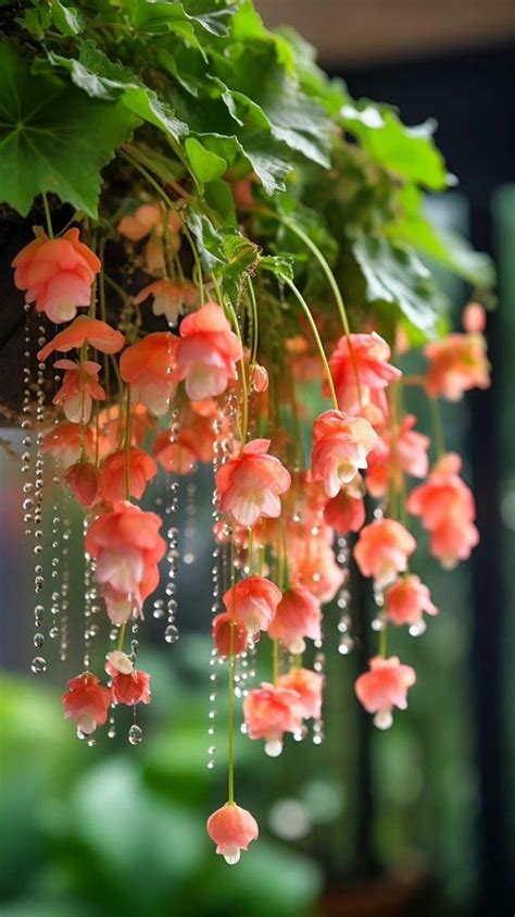 Weeping Begonia Requirements And Needs