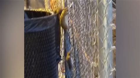 How Does A Skeleton Transfer A Brand New Monitoring Methodology To Quantify Skeletal Kinematics