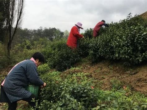 人间四月采茶时东白村嫂助农来帮忙