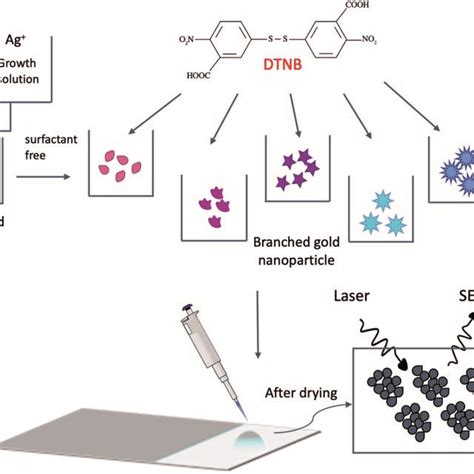 Sers Spectra Of The 100 Mm Of Dtnb Molecule On Nanoparticles A S1 To Download Scientific