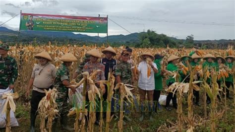 Dukung Ketahan Pangan Kodim Sumedang Panen Raya Jagung GrahaBigNews
