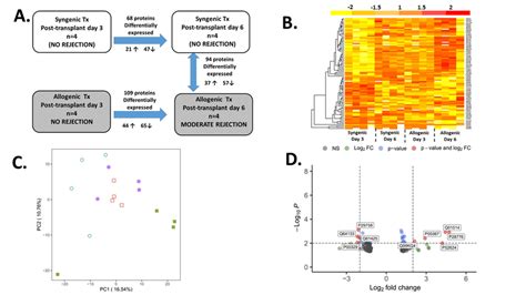 An Outline Of The Proteomics Analysis A Summary Of Proteins Download Scientific Diagram