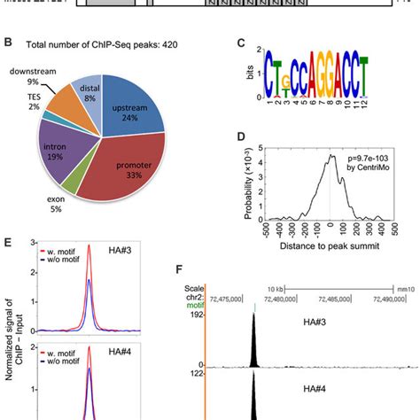 Chip Seq Analysis Identifies A 12 Bp Consensus Dna Sequence Recognized Download Scientific