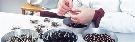 Seed Viability Testing For Smarter Farming