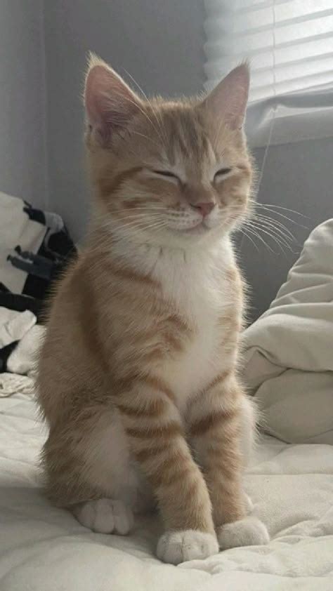 Пин от пользователя Ko на доске Авы Котята Кот химик Милый кот