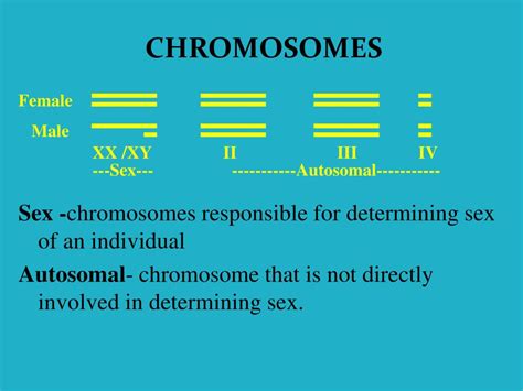 Ppt Fruit Fly Genetics Powerpoint Presentation Free Download Id