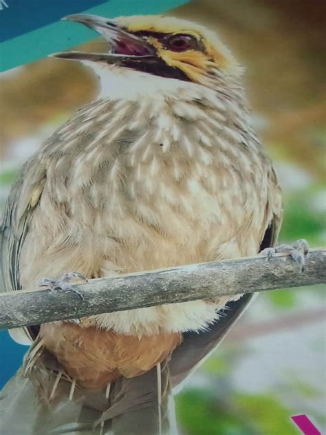 Jenis Jenis Cucak Rowo Dan Harga Terbaru Cucak Rowo Dipasaran Klinikabar