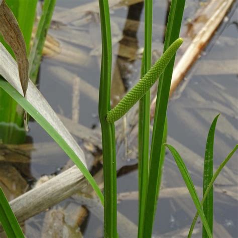 Sweet Flag Acorus Calamus Seeds