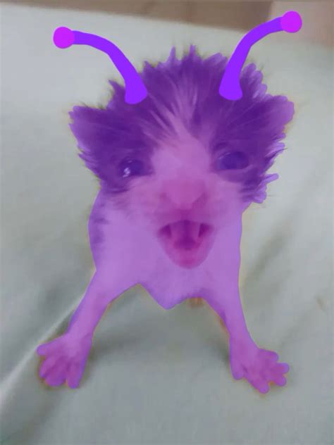 Best 12 Alien Cat  Alien Cat Discover And Share S Artofit