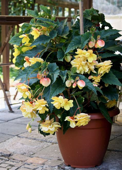 How To Identify A Tuberous Begonia At Rosetta Cogan Blog