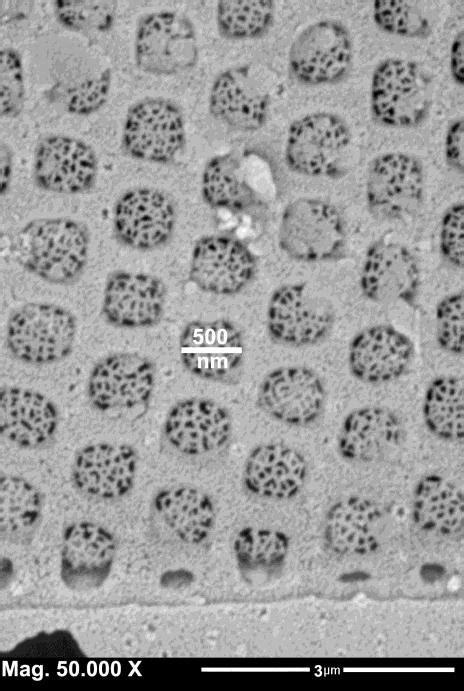 Sem Micrographs Of Aulacoseira Granulata A Full View Of Valve